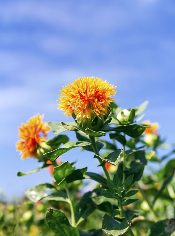 Carthame raffinée Pharmacopée Européenne || Olisud